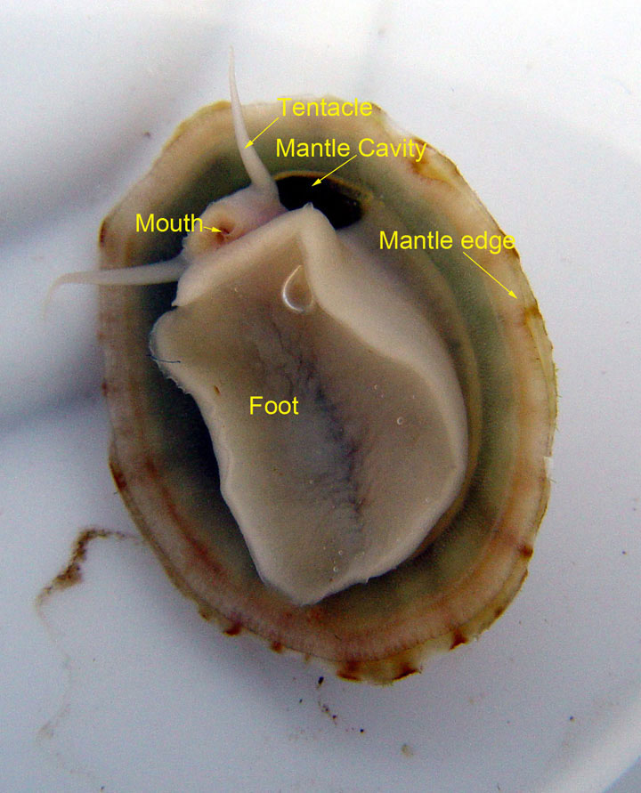 Where Do Limpets Live